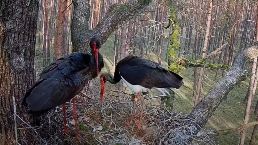 Przyleciały z daleka. Można je podziwiać