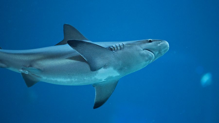 Dzień Rekina w łódzkim ZOO