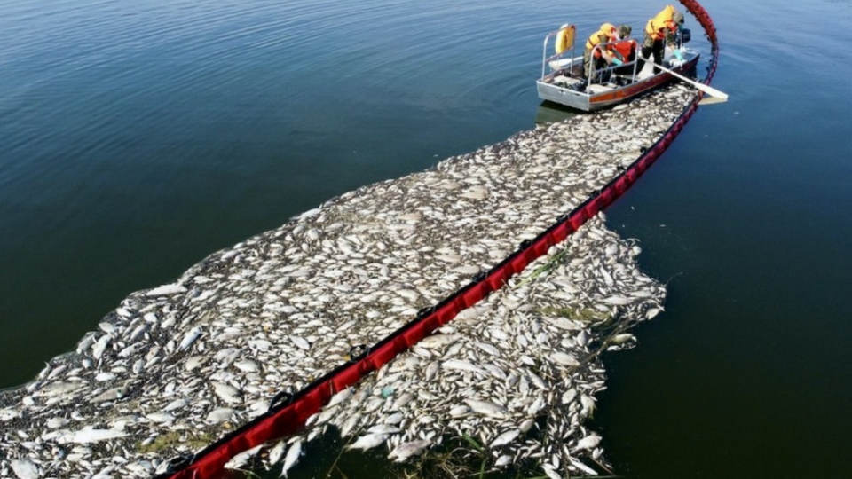 Three new desalination plants planned to stop Polish river fish die-off