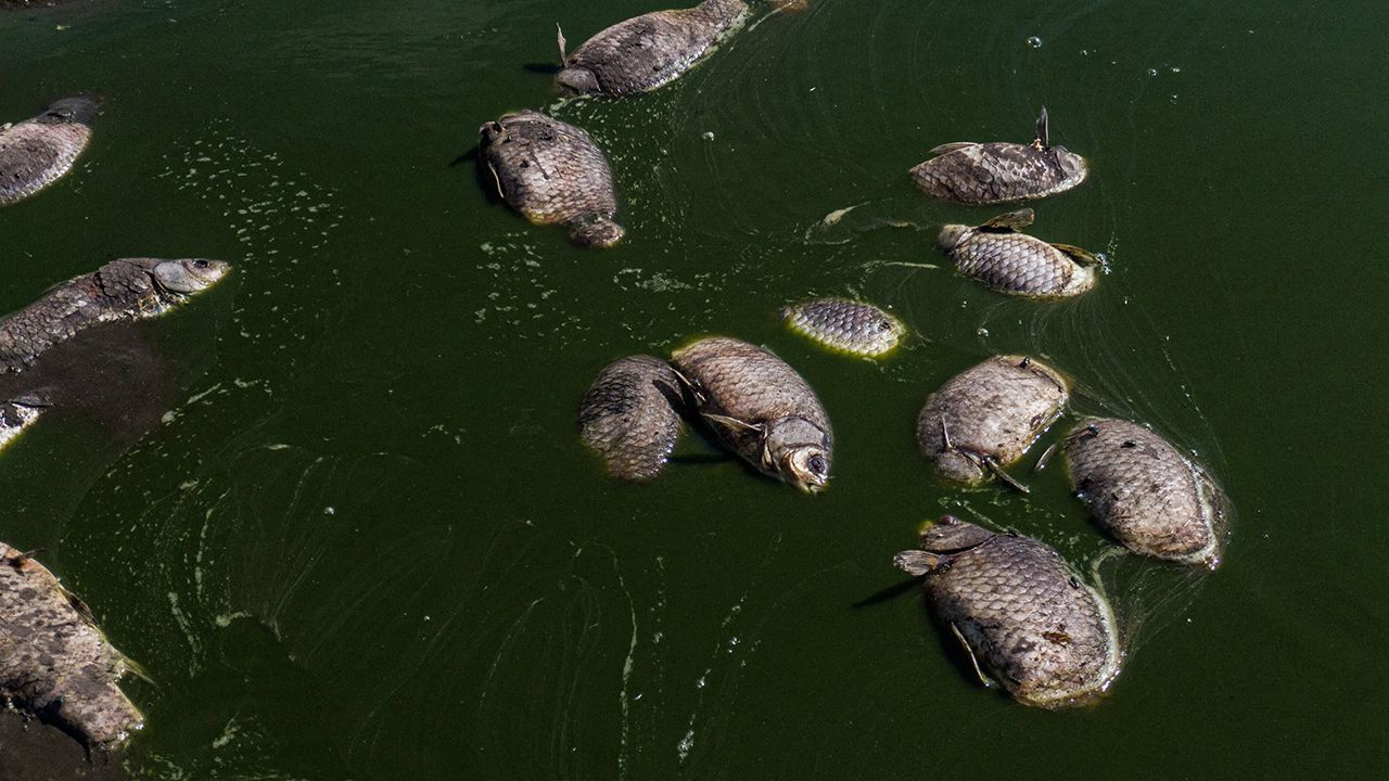 Złota alga i śnięte ryby w Kanale Gliwickim | TVP INFO