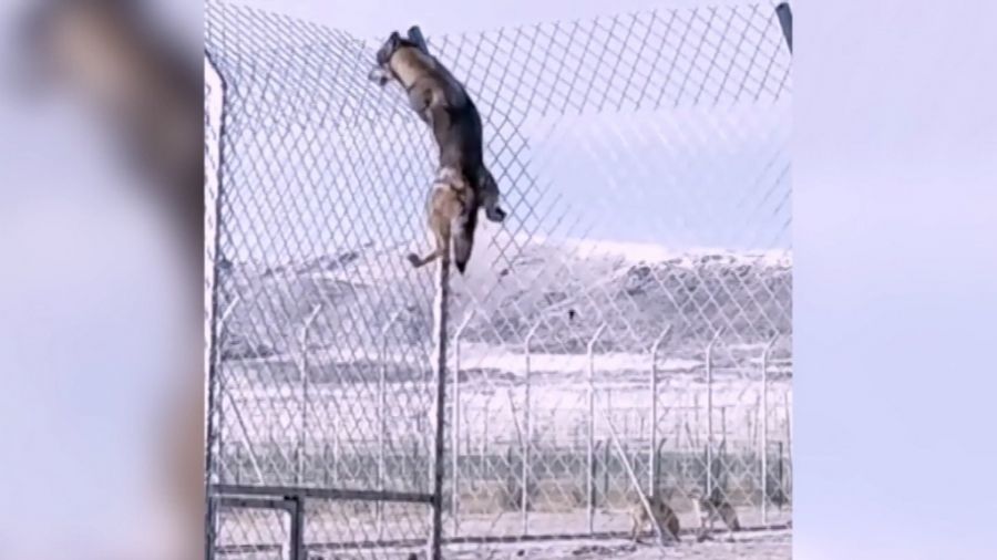 Wilki zagryzły 80 danieli. Jest ich coraz więcej w lubuskich lasach