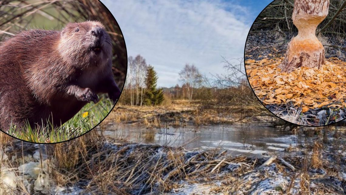 Beaver-built dams save conservationists €1.2 million