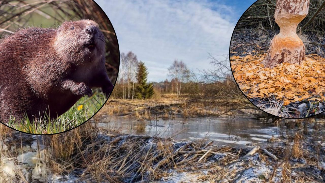 beavers dam czech