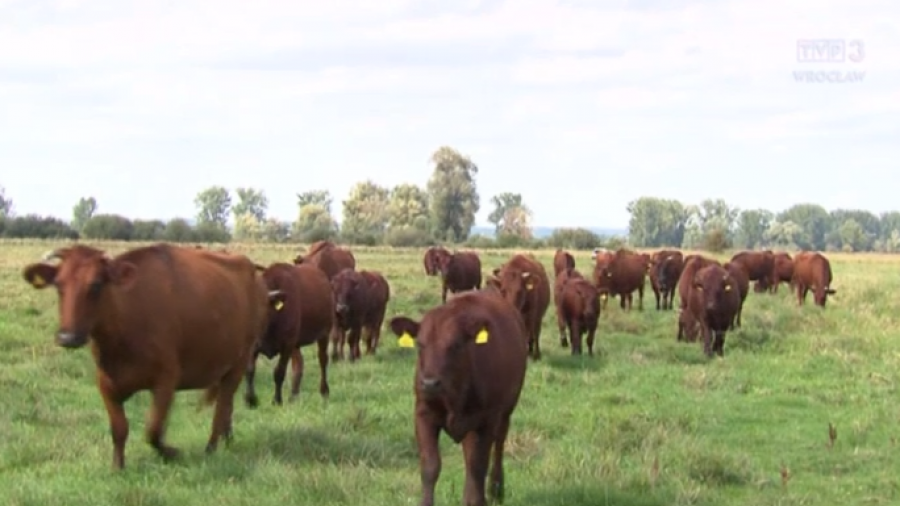 Krowy na pastwiskach. Co mówią przepisy?