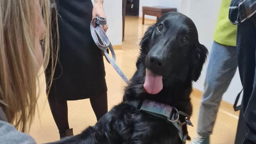 Dogoterapia - na czym polega i jak działa? / fot. Agnieszka Bohdanowicz