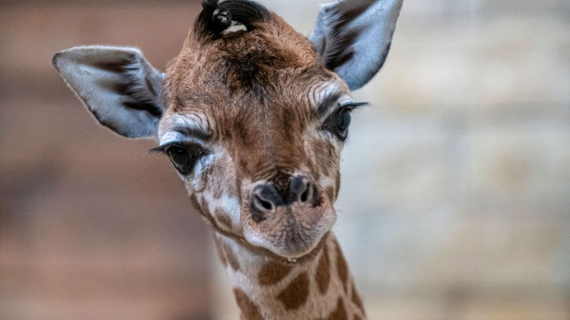 W łódzkim zoo urodził się samiec żyrafy. Jego przyjście na świat odbyło ...